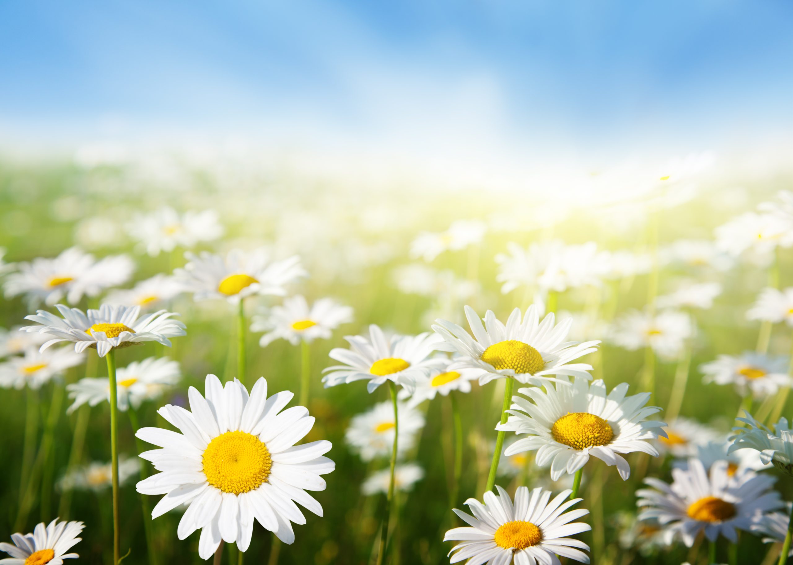 Send a Daisy Honor Card – Presbyterian Women